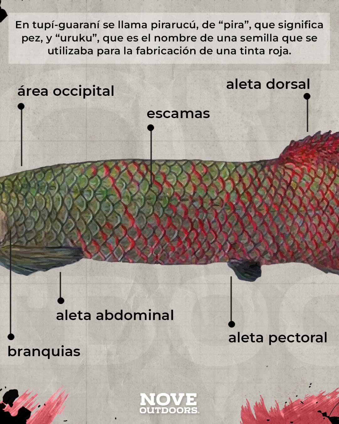 Arapaima, el gigante del Amazonas - Nove Outdoors